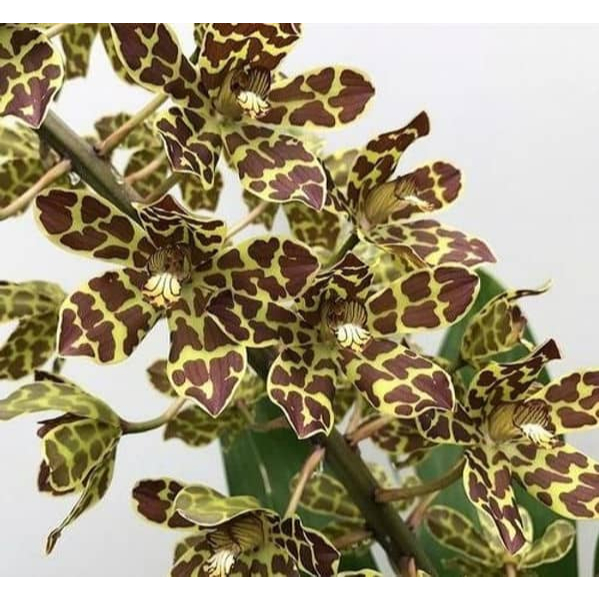 Grammatophyllum scriptum Pokok Orkid Orchid | Shopee Malaysia