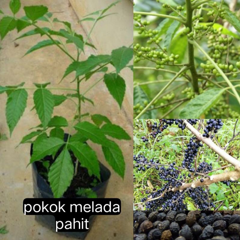 pokok melada pahit herba +freegif🎁 | Shopee Malaysia