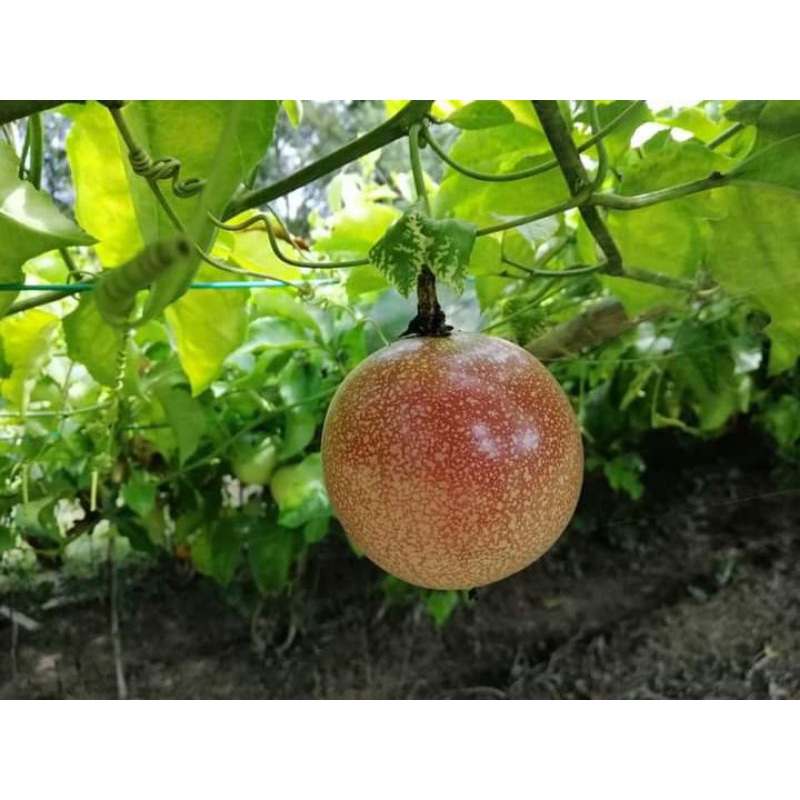 pokok buah markisa.... | Shopee Malaysia