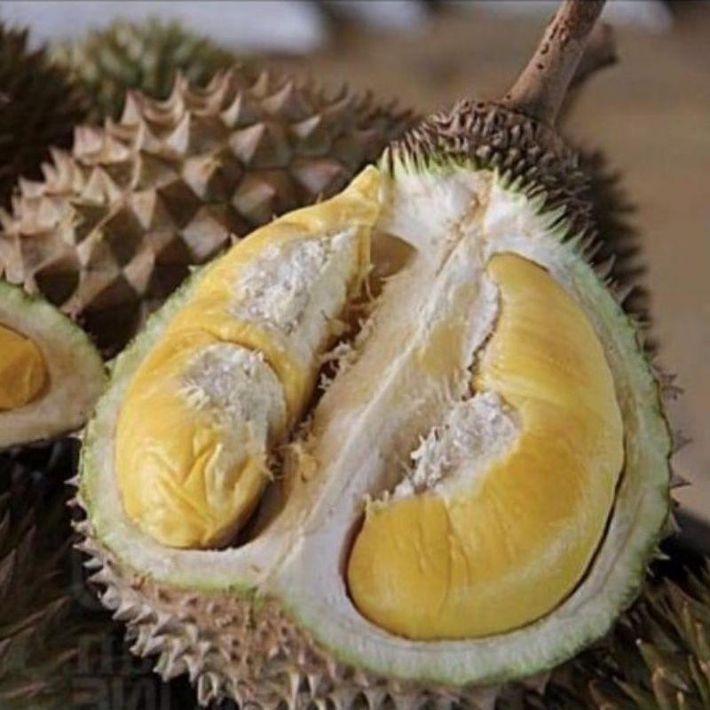 Pokok Durian Tangkai Panjang | Shopee Malaysia