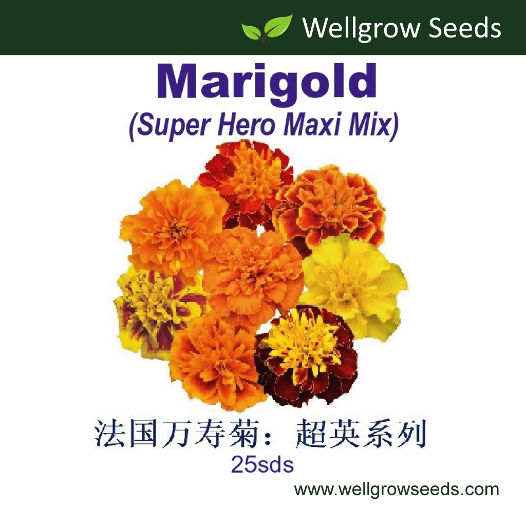 French Marigold Super Hero Maxi Mix Raw (25sds) 法国万寿菊：超英系列 : Biji Benih Bunga Tahi Ayam Flower ...