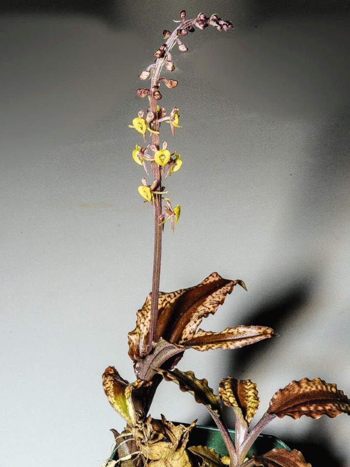 Crepidium purpureum | Malaxis calophylla | Species | Jewel Orchid ...