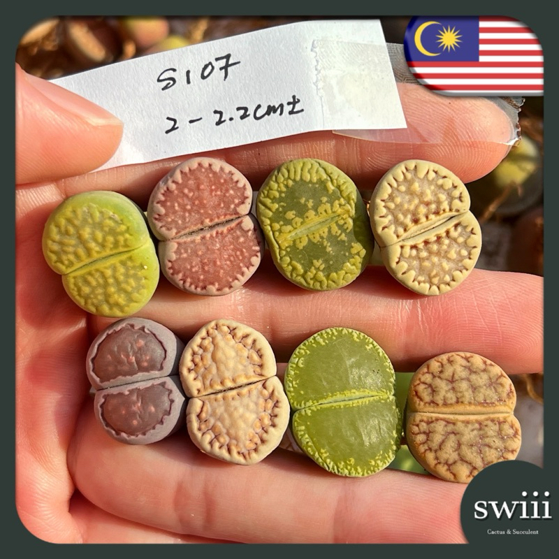 【S107】8pcs Big Lithops Plant As Photo 大颗生石花一物一拍 | Shopee Malaysia
