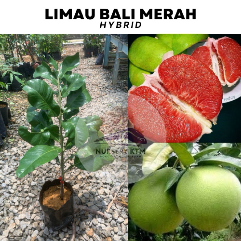 Pokok Limau Bali Merah cepat berbuah (hybrid) | Shopee Malaysia