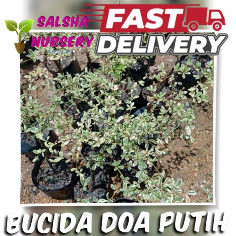 💥🔥 pokok bucida doa putih batik | Shopee Malaysia