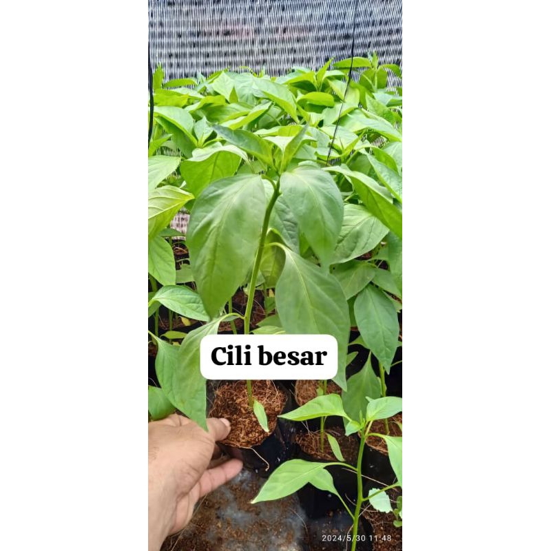 Benih Pokok Cili Besar 6"x6" | Shopee Malaysia