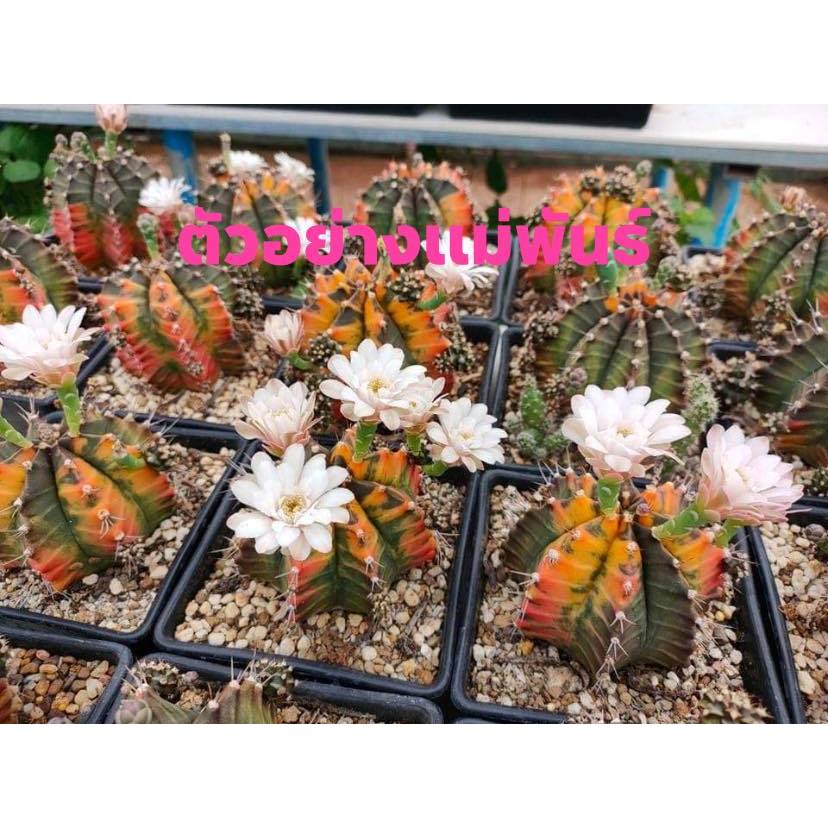 MORNING GLORY ID CACTUS (OFFSETS FROM LANDED MOTHER PLANT) | Shopee ...