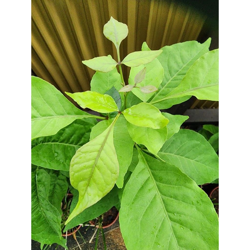 Vilvam Indian Bael / Vilvam / Aegle marmelos / Bilva Live Plant/Vilam ...
