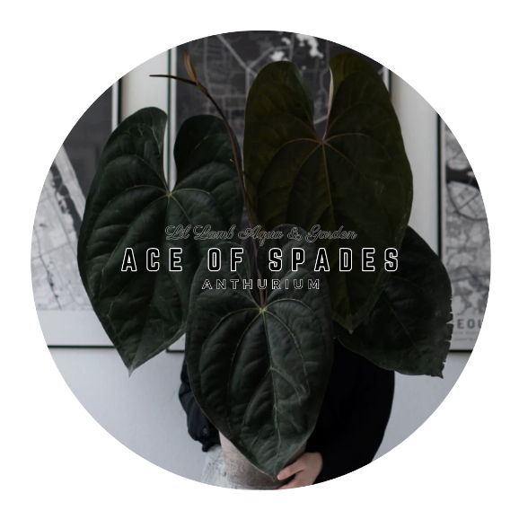 [Anthurium] AOS Ace of Spades Dark Velvet Tezula Premium Selected Home ...