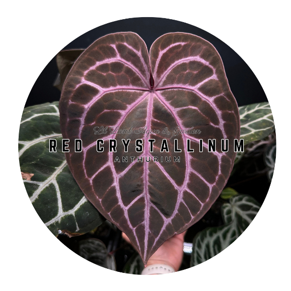 [Anthurium] Red Crystal Zara Michelle Wonderboy Crystallinum Docblock ...