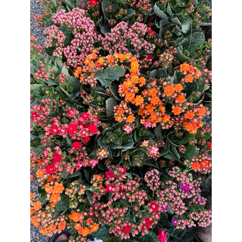 🔥INDOOR🔥 KALANCHOE FLOWER / Widow’s - Thrill / Bunga Setawar / Live ...