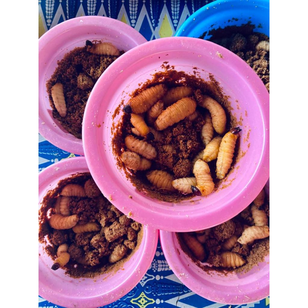 Tinduh@Ulat Sagu/Ulat Sago/Palm Weevils - Exotic Sarawak | Shopee Malaysia