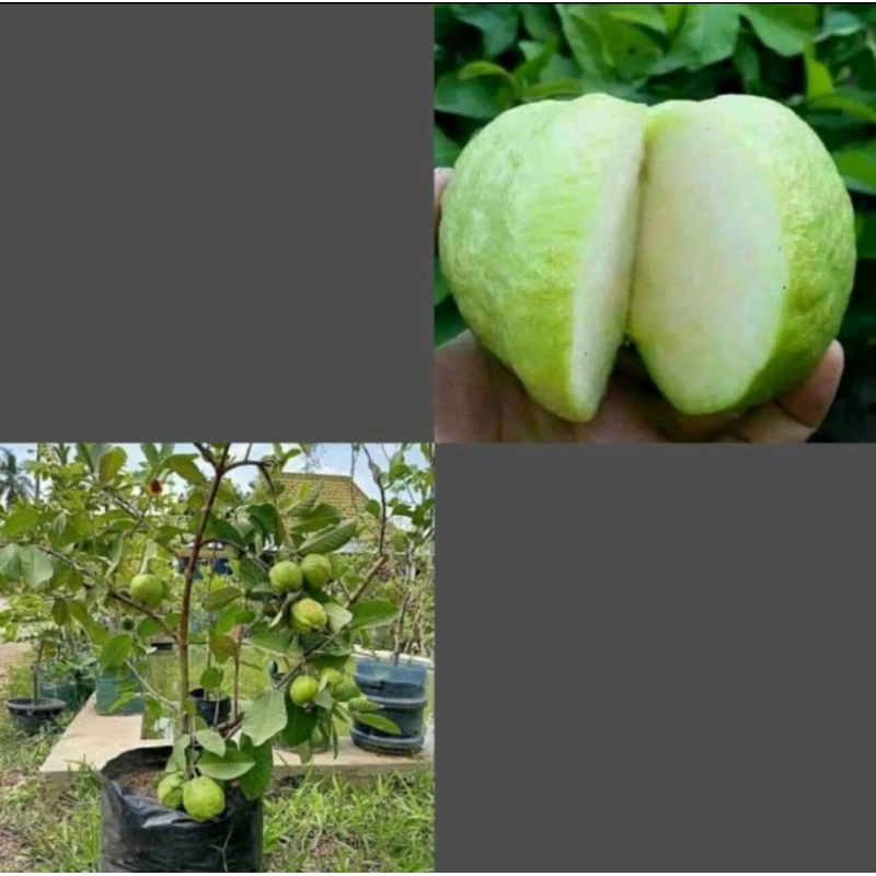 Pokok Jambu Batu Seedless Sudah Berbuah | Shopee Malaysia
