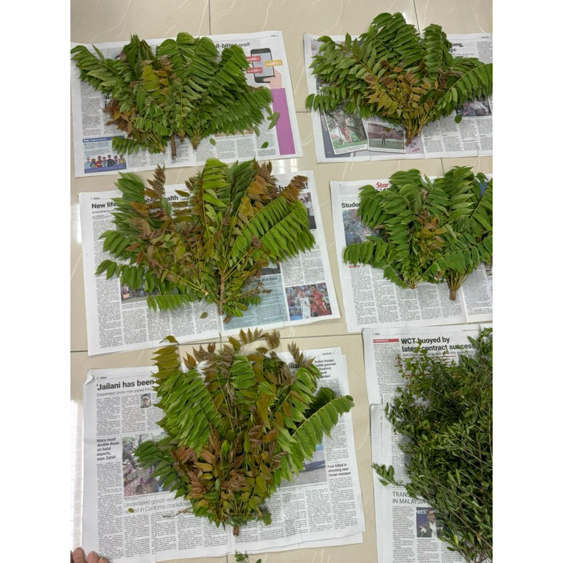 buah belimbing buluh dan daun belimbing utk kencing manis | Shopee Malaysia