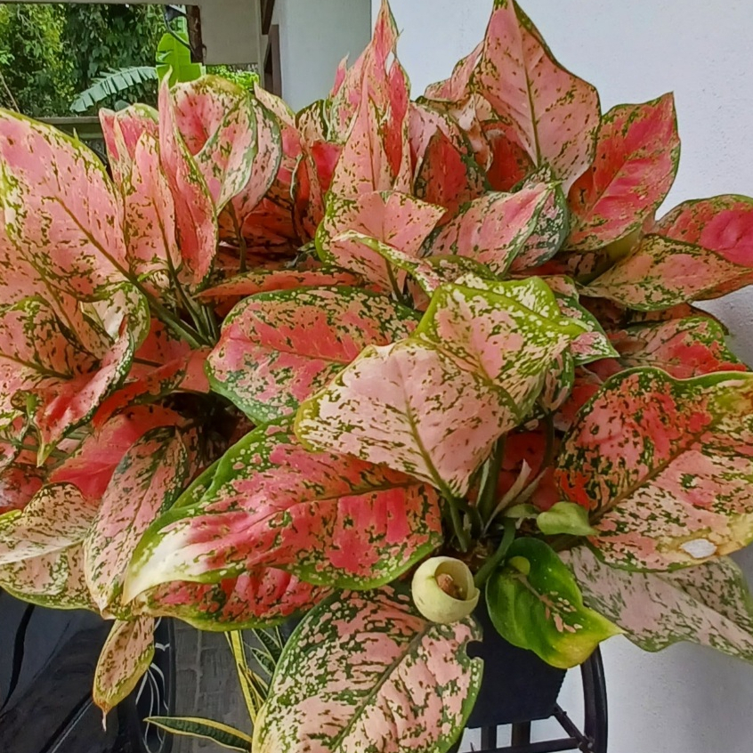 Pokok Hiasan Aglaonema Family / Pokok Keladi (Indoor Plant) | Shopee ...
