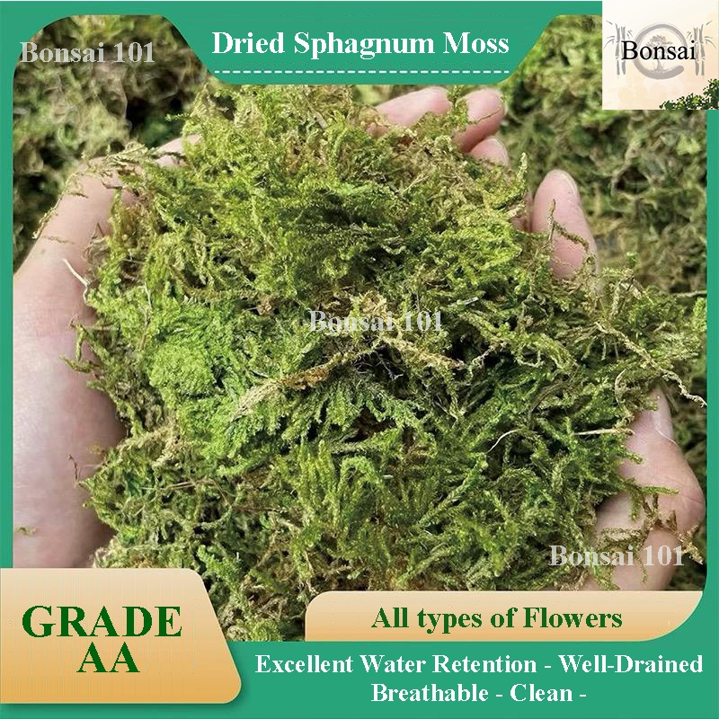 🔥Bonsai 168🔥High Quality Dried Sphagnum Moss 500g/1kg (Gred AAA)Media ...