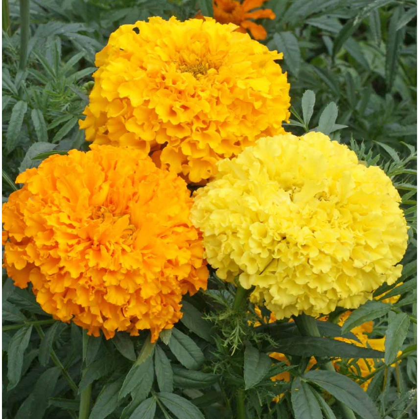 Biji Benih Bunga Tahi Ayam Crackerjack Marigold Flower Seed - 5 Seed ...
