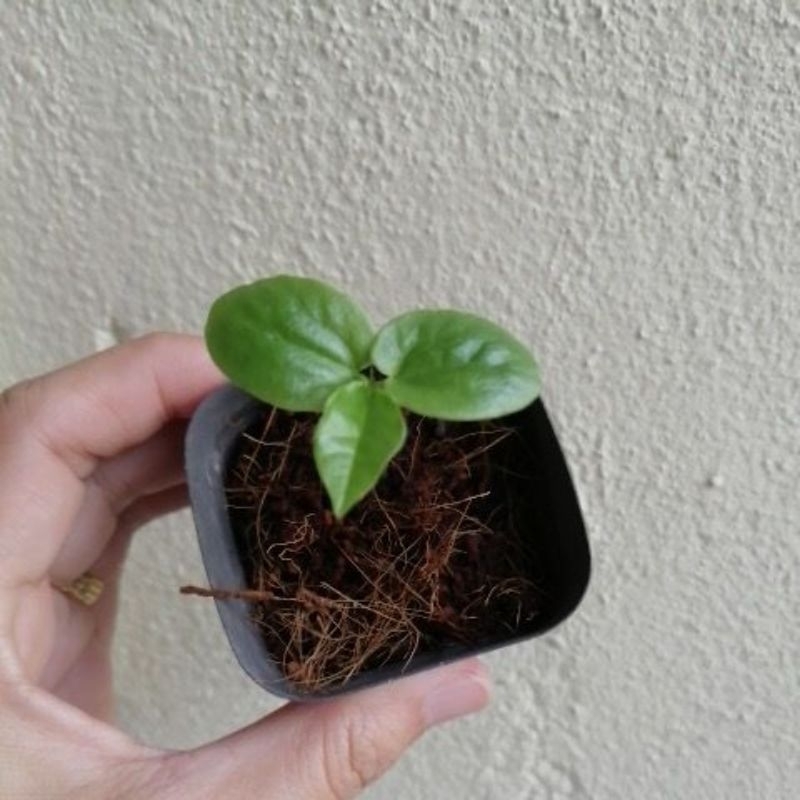 ANAK POKOK KECIL MARKISA BUAH UNGU | PURPLE PASSION FRUIT SEEDLING ...