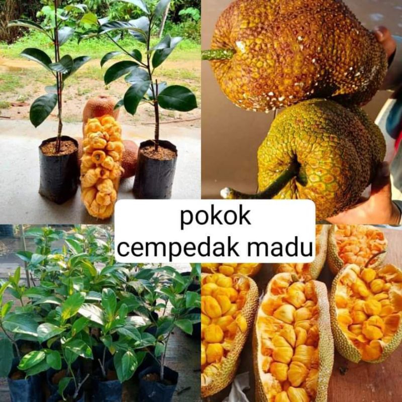 pokok cempedak madu isi tebal | Shopee Malaysia