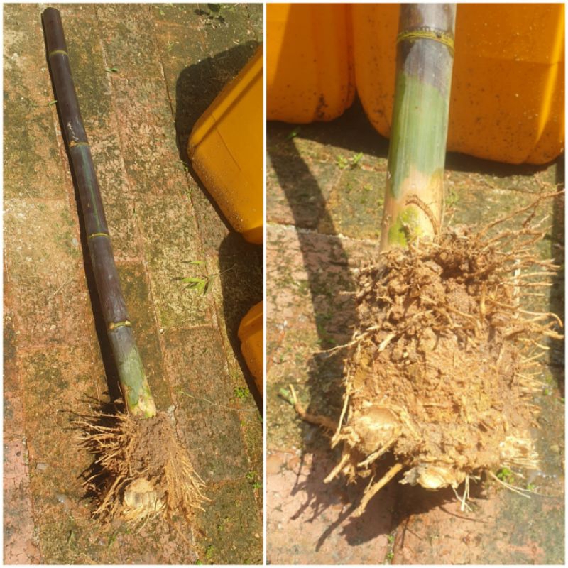Tunggul/Rumpun Pokok Buluh KUNING Jalur Hijau / Pokok Buluh HITAM Jalur ...