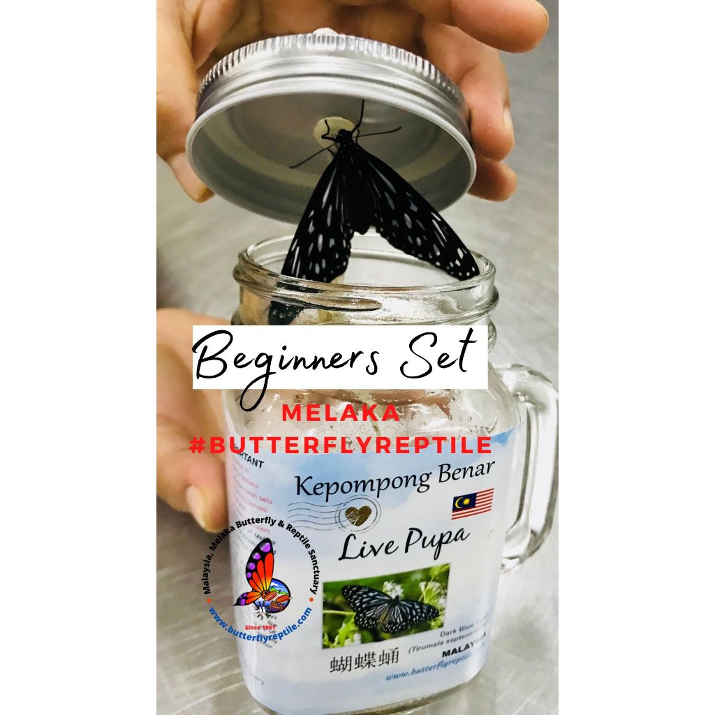 Kepompong Rama-rama/ Butterfly Pupa BEGINNER SET | Shopee Malaysia