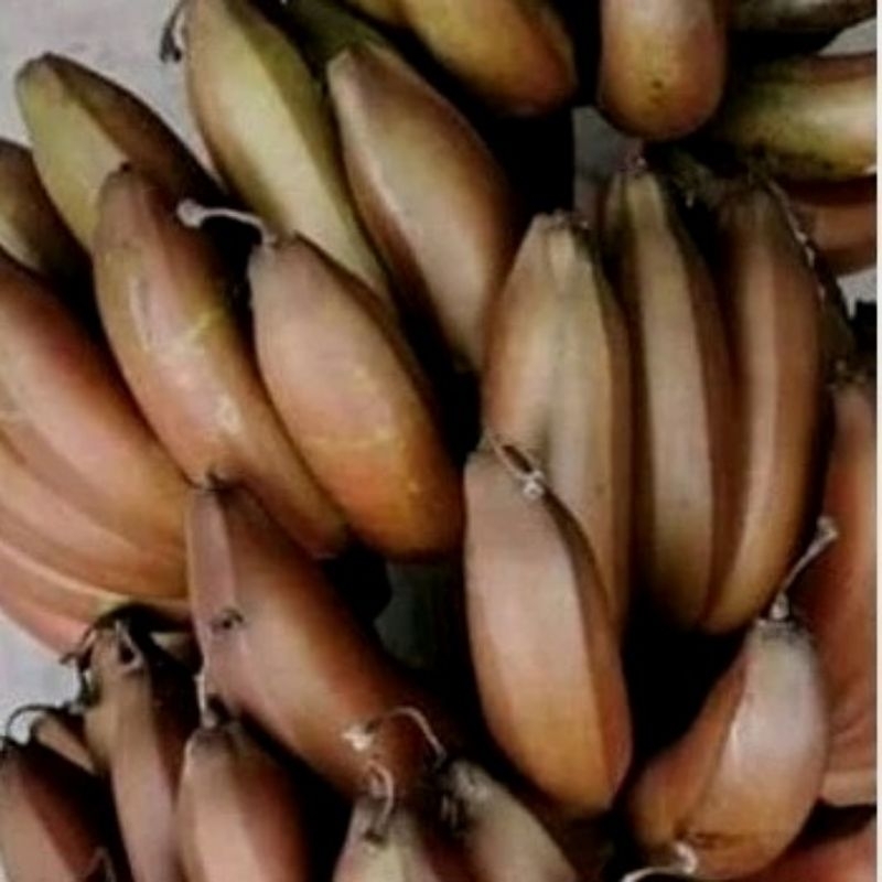 Anak pokok pisang raja udang merah 1 pokok | Shopee Malaysia