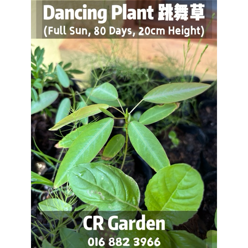 Dancing Plant 1 Pot Container 跳舞草1育苗盆 (Full Sun, 80 Days, 20cm Height ...