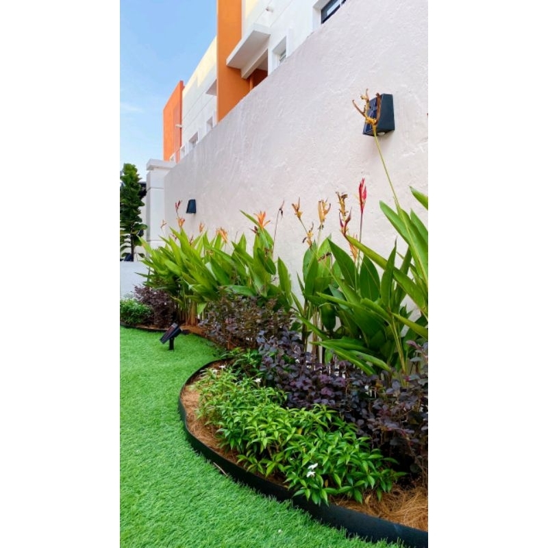 pokok bunga lanskap rumah,Jasmine, loropetalum, heliconia, Outdoor ...