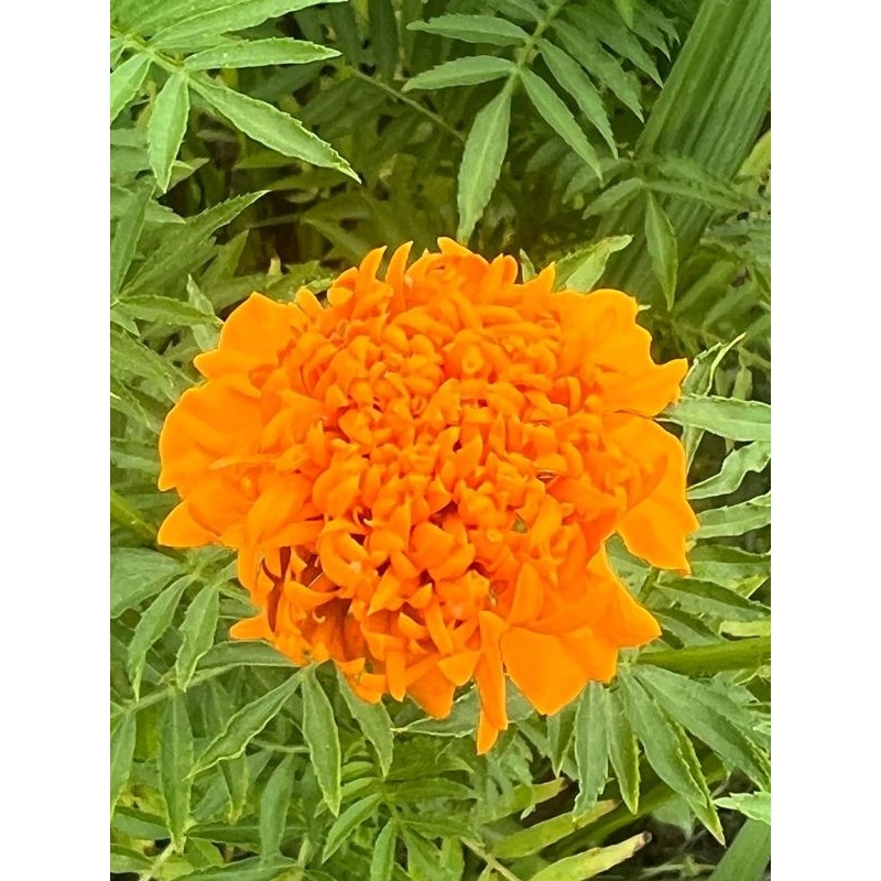 Benih Bunga Marigold Oren/Bunga Tahi Ayam/Halau serangga 300biji ...