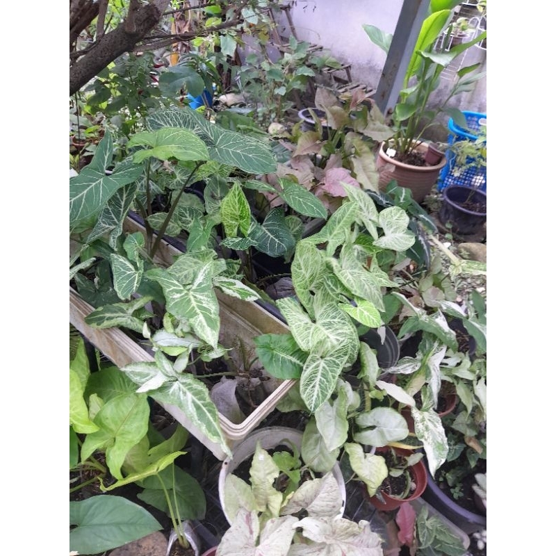 keratan pelbagai syngonium,syngonium fresh cut/budget cut-baca butiran ...