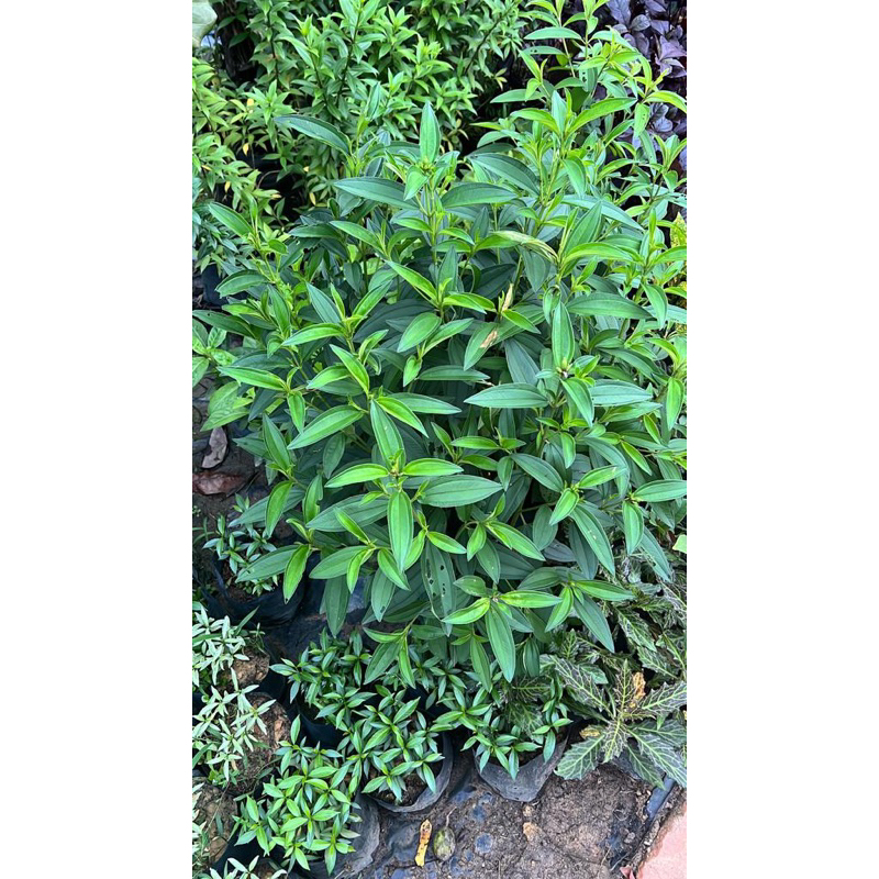 Senduduk Putih-Pokok Ubat Tradisional | Shopee Malaysia