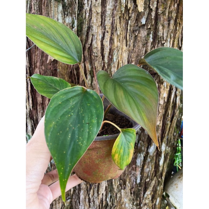 Anak Pokok Kemoyang Hitam | Shopee Malaysia