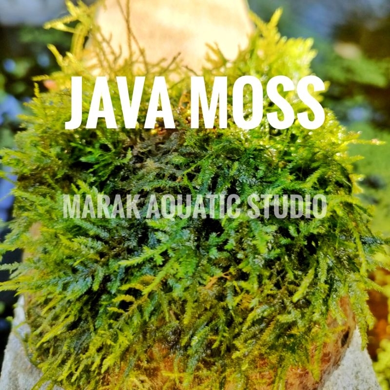 Aquascape Plant Java Moss Safe Shrimp | Shopee Malaysia