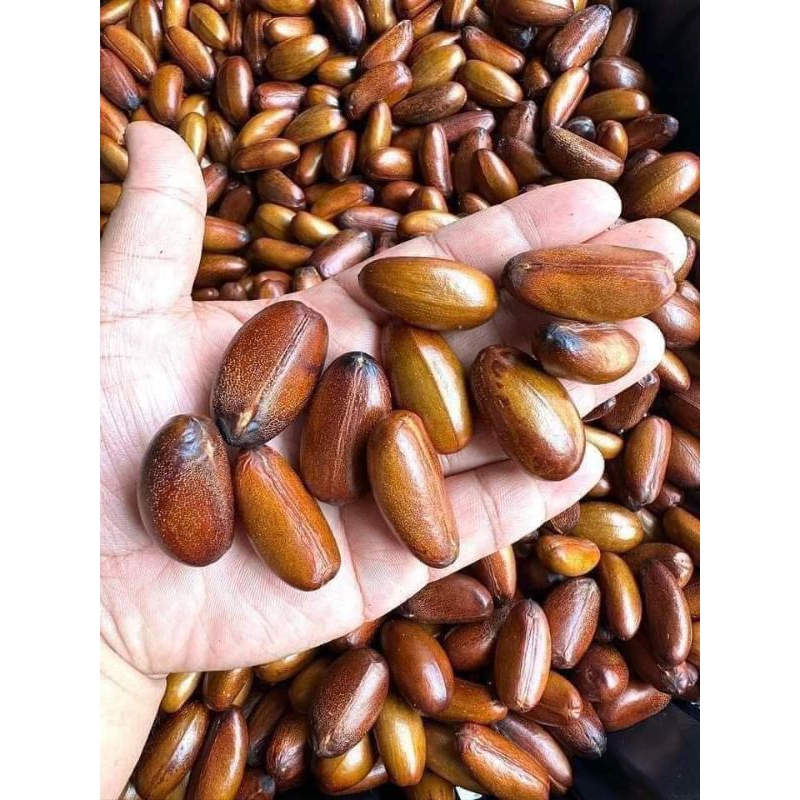 1KG Buah Perah 100-150pcs Terus Dari Hutan Pahang | Shopee Malaysia