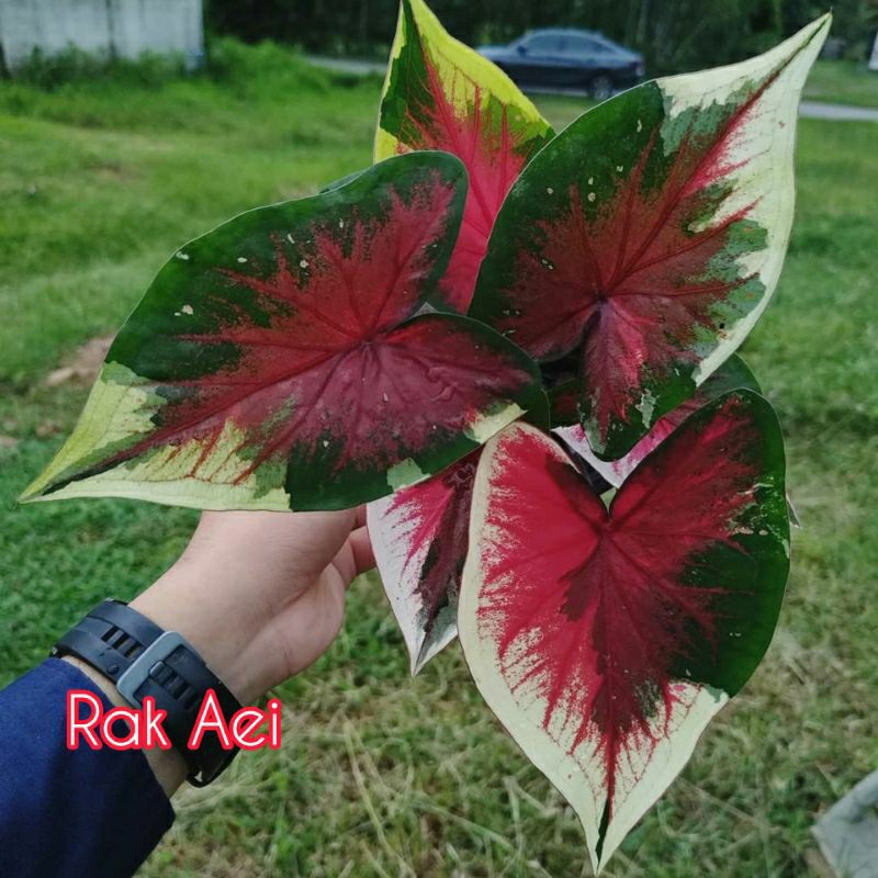 Keladi Thai Hybrid Siam Caladium Thailand Rak Aei Rak Ai Is Love ...