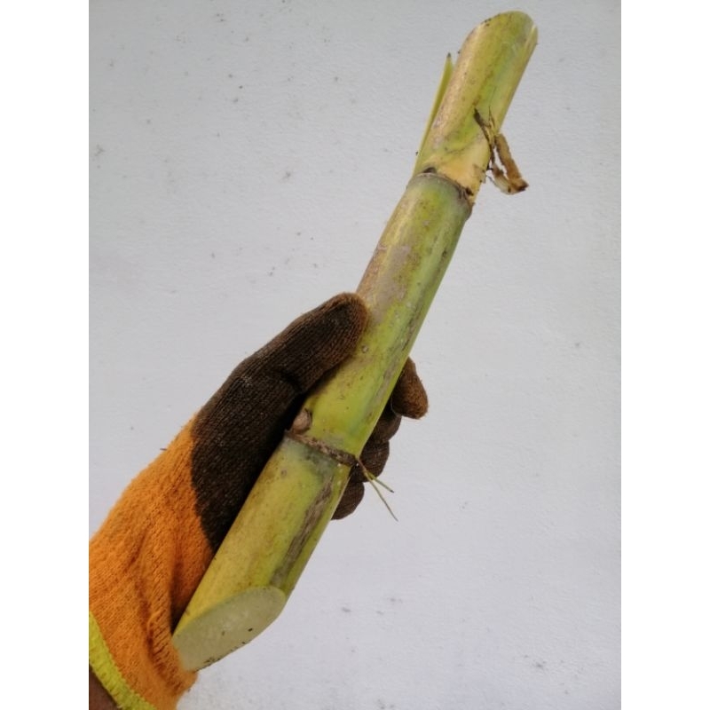 Benih Tebu RARE | 10 Keratan | Tebu Kuning | Tebu Manis | | Shopee Malaysia