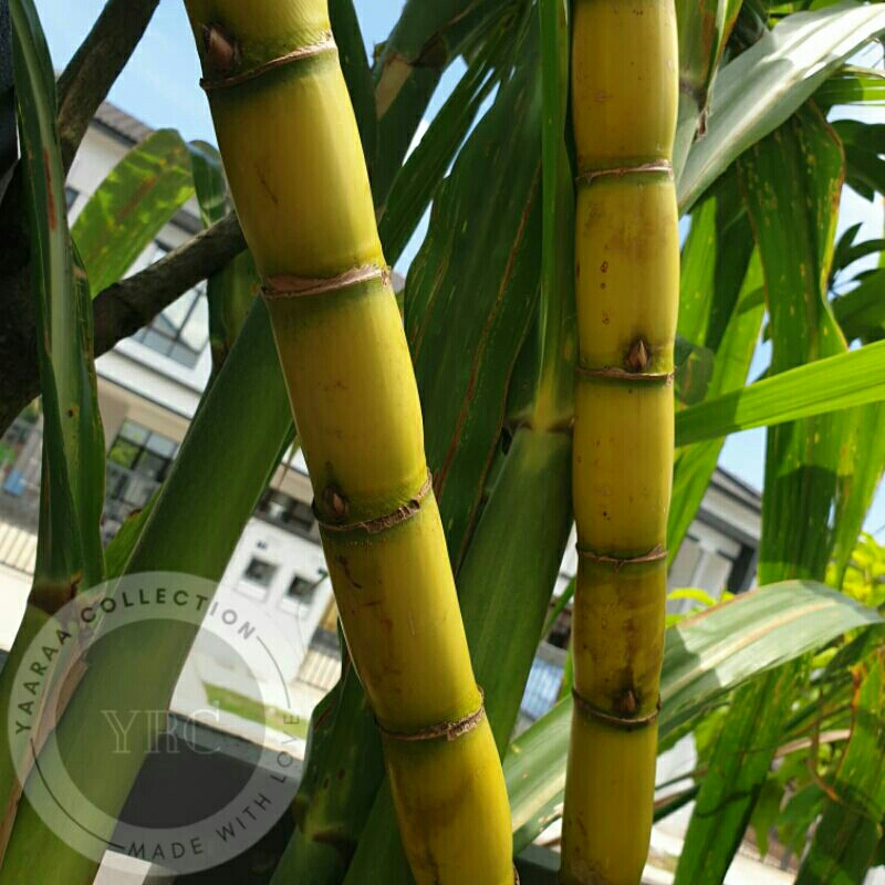 Benih Tebu Kuning TELUR / Tebu Hitam RAGNAR | Shopee Malaysia
