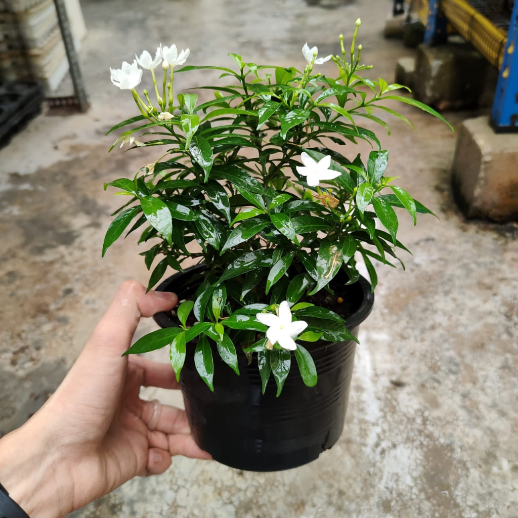 GPS Green Plant Society live Tree Small Water Jasmine / Jeliti 水茉莉花 小盆 ...