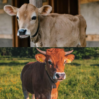 Goat Neck Bell Chain Colour Bronze Neck Bell For Sheep Loceng Leher ...