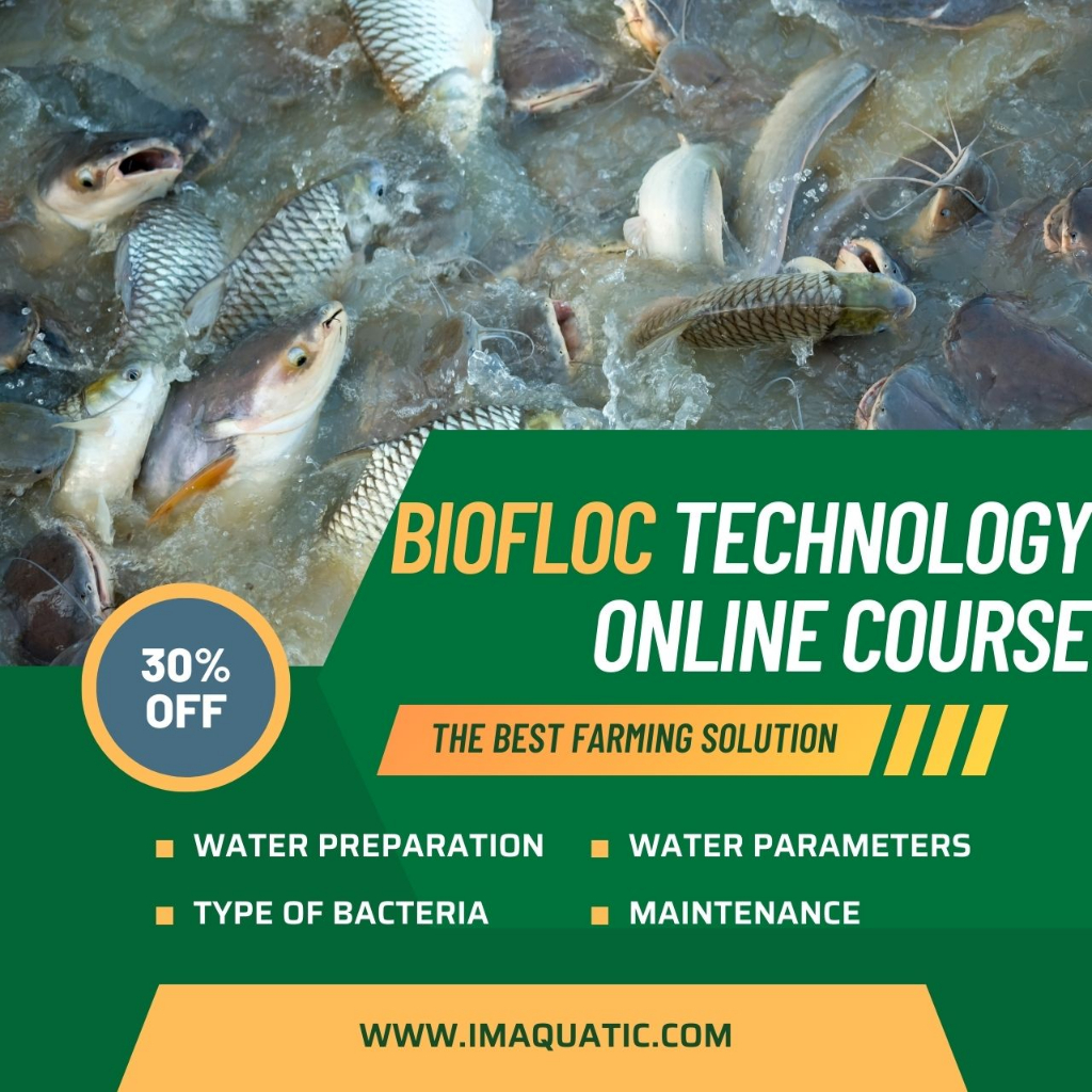Biofloc Online Course Kursus Dalam Talian Bioflok Pertenakkan Ikan Kutu ...