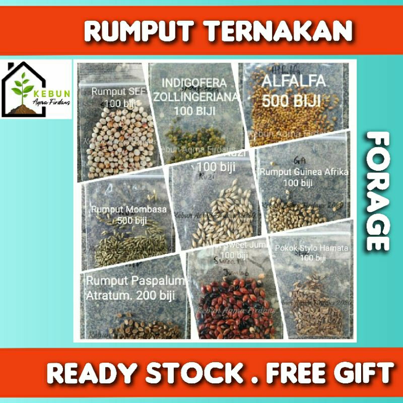 BIJI BENIH ALFALFA, INDIGOFERA, SEF, RUMPUT, MOMBASA, RUZI, GUINEA ...