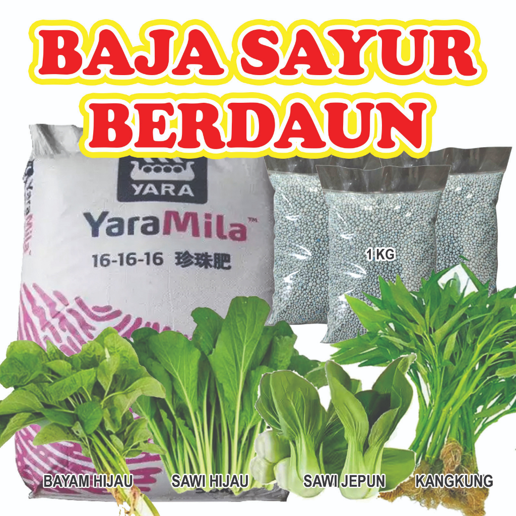 Baja Khas Sayur Berdaun Seperti Kangkung Bayam Sawi Pak Choi Kailan ...