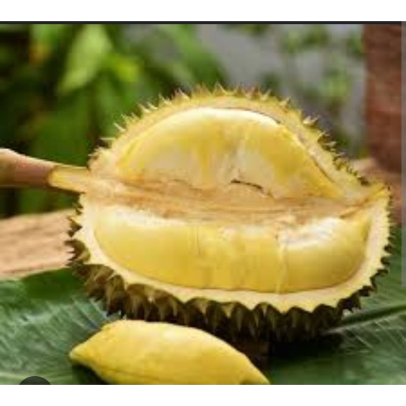 anak pokok durian Chening/chanee hybrid thai | Shopee Malaysia