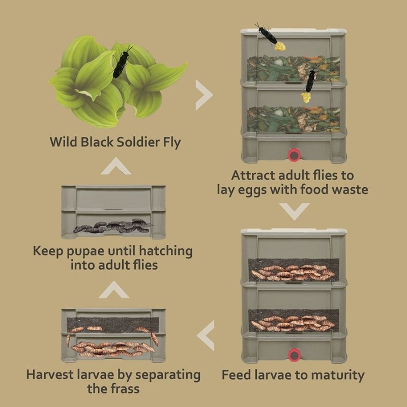 Black Soldier Fly Farming 15L Container Bin Breed BSF Larvae Pet Food ...
