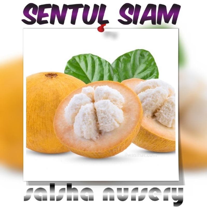 💥🔥 Pokok buah SENTUL santul atau setoi | Shopee Malaysia