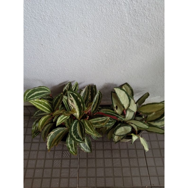 Pokok hiasan calathea, calathea decorative plant | Shopee Malaysia
