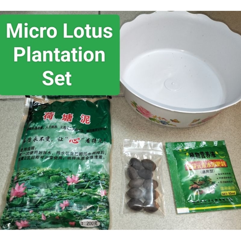 Micro Lotus Plantation Set Mixed Colour with 10Pcs Seeds | Shopee Malaysia