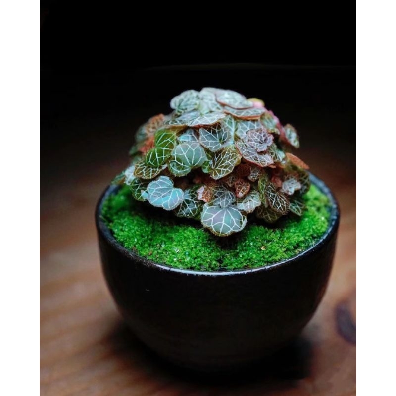 Saxifraga stolonifera(micro strawberry begonia)距虎耳,terrarium ...