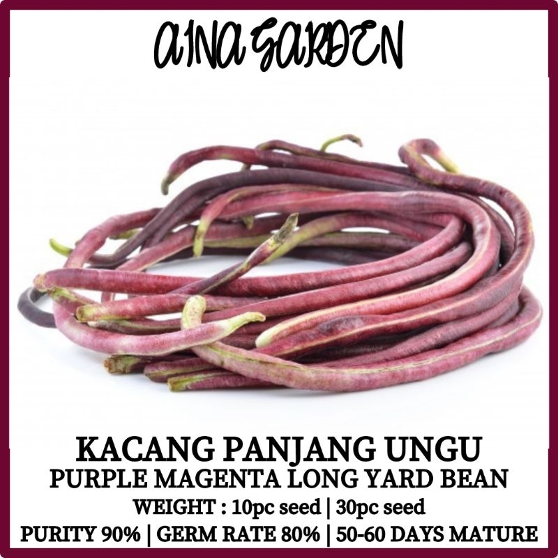 HSK [10pc/30pc] PURPLE MAGENTA LONG YARD BEAN SEED | KACANG PANJANG ...