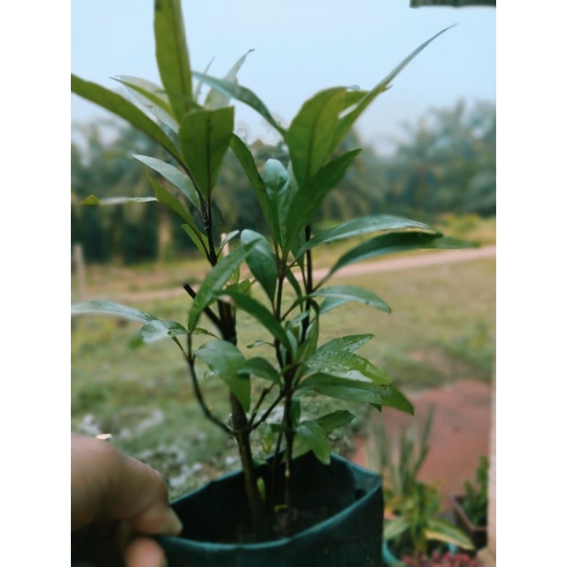 GANDARUSA HITAM/PUTIH/BATIK | Shopee Malaysia